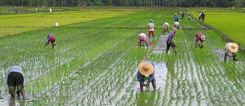 Digital Farmers program, binatikos ng UMA – VeritasPH