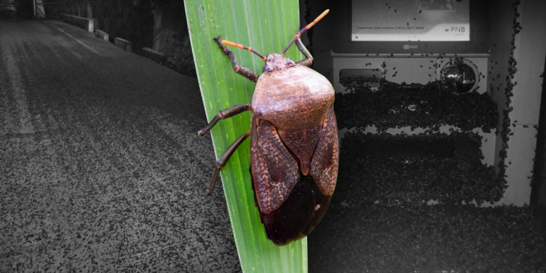 Paglitaw ng rice black bugs, isinisisi sa maling gawain ng tao sa ...