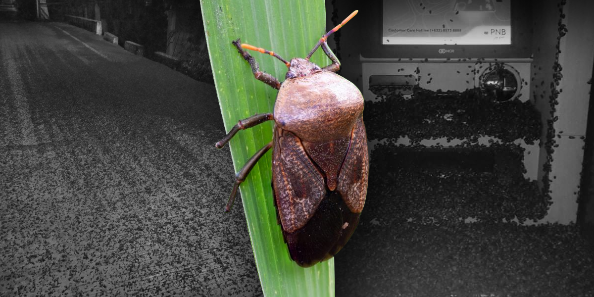 Paglitaw ng rice black bugs, isinisisi sa maling gawain ng tao sa ...