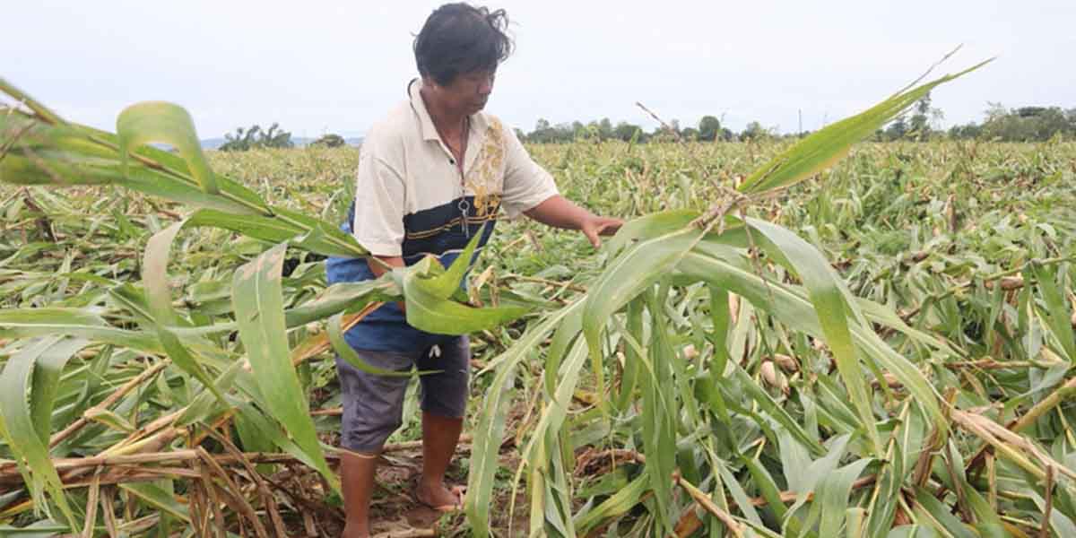 Crop insurance, ibinahagi sa mga magsasaka ng Cagayan - VeritasPH